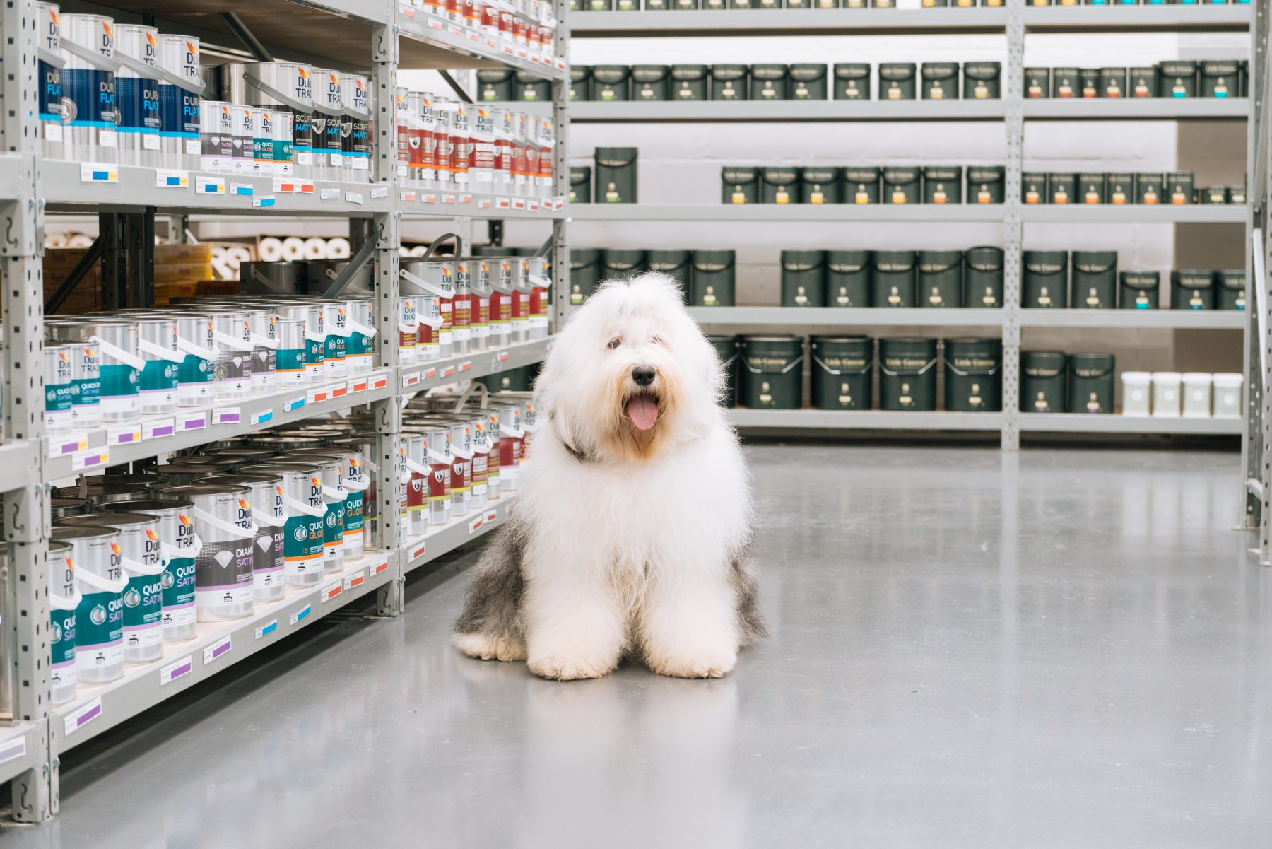 Dulux dog opens new Dulux Decorator Centre - Builders Merchants Journal ...